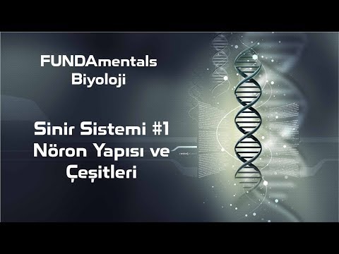 Sinir Sistemi #1-Nöron Yapısı ve Çeşitleri