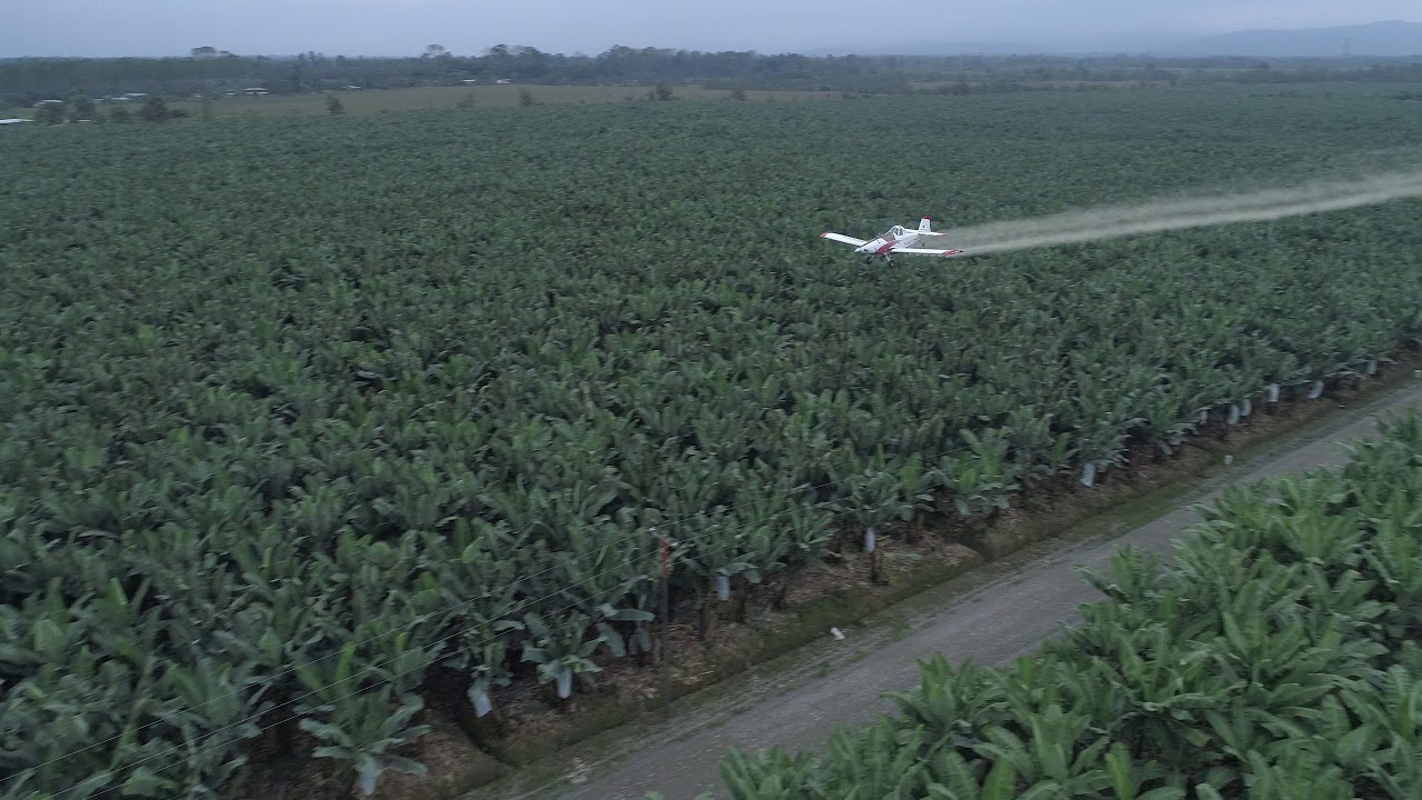 Plantaciones bananeras y uso pesticidas - YouTube