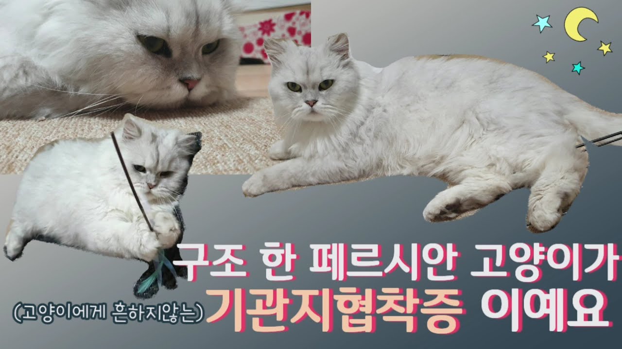 기관지협착증이 있는 고양이 (겨울이 구조후이야기) a cat with bronchial stenosis (gyeoul story ...