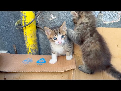 Energetic kittens play so cute, it will make your day - YouTube