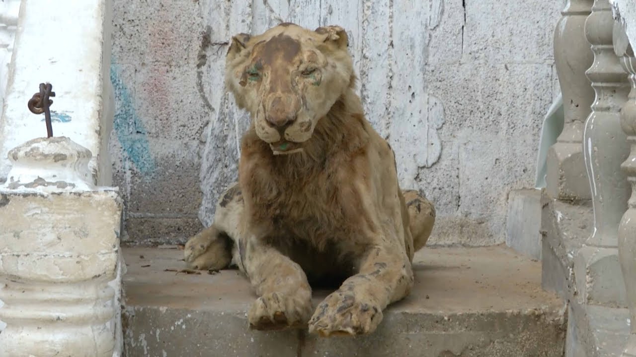 Lion cub declawed without medication in Gaza zoo - YouTube
