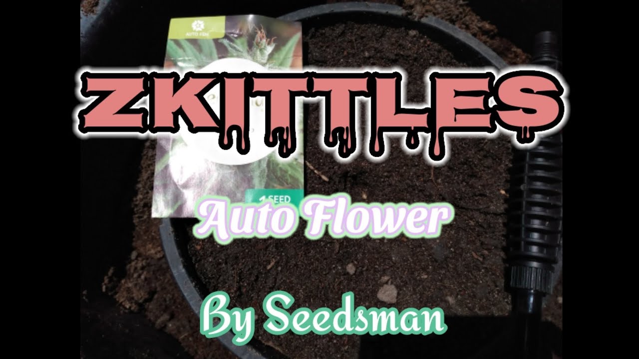 Seedsman Zkittles Auto Flower Outdoor||Seedling - YouTube