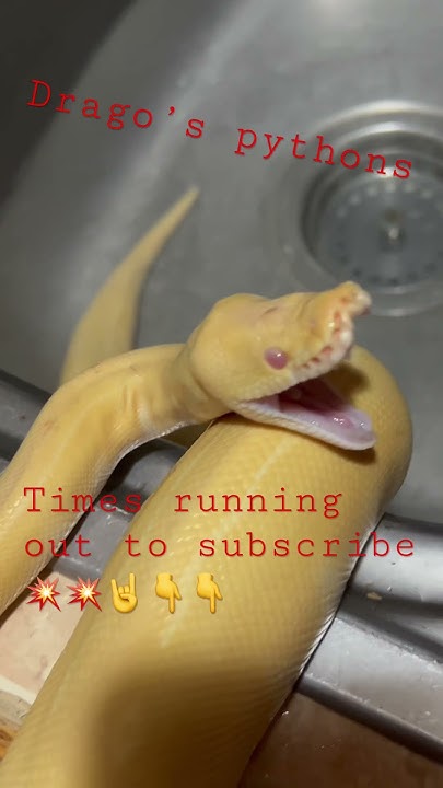 Nagini is tired 🥱 #subscribe #livefeeding #python #rat #breeding #snake ...