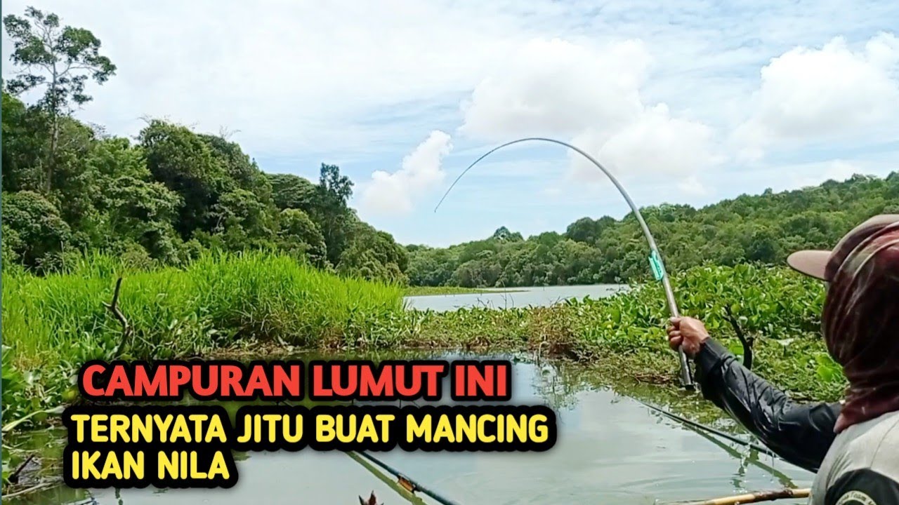 CAMPURAN LUMUT INI TERNYATA JITU BUAT MANCING IKAN NILA LIAR ||umpan mancing - YouTube