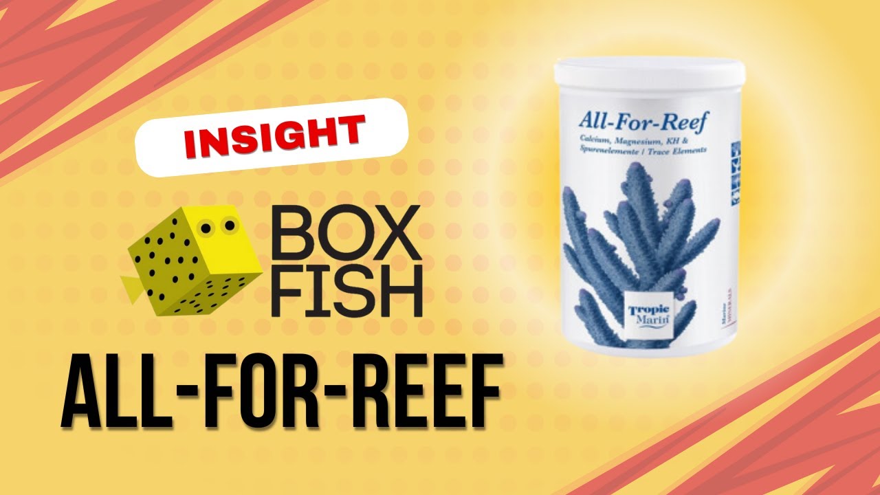 Insight Box Fish - All-For-Reef - YouTube