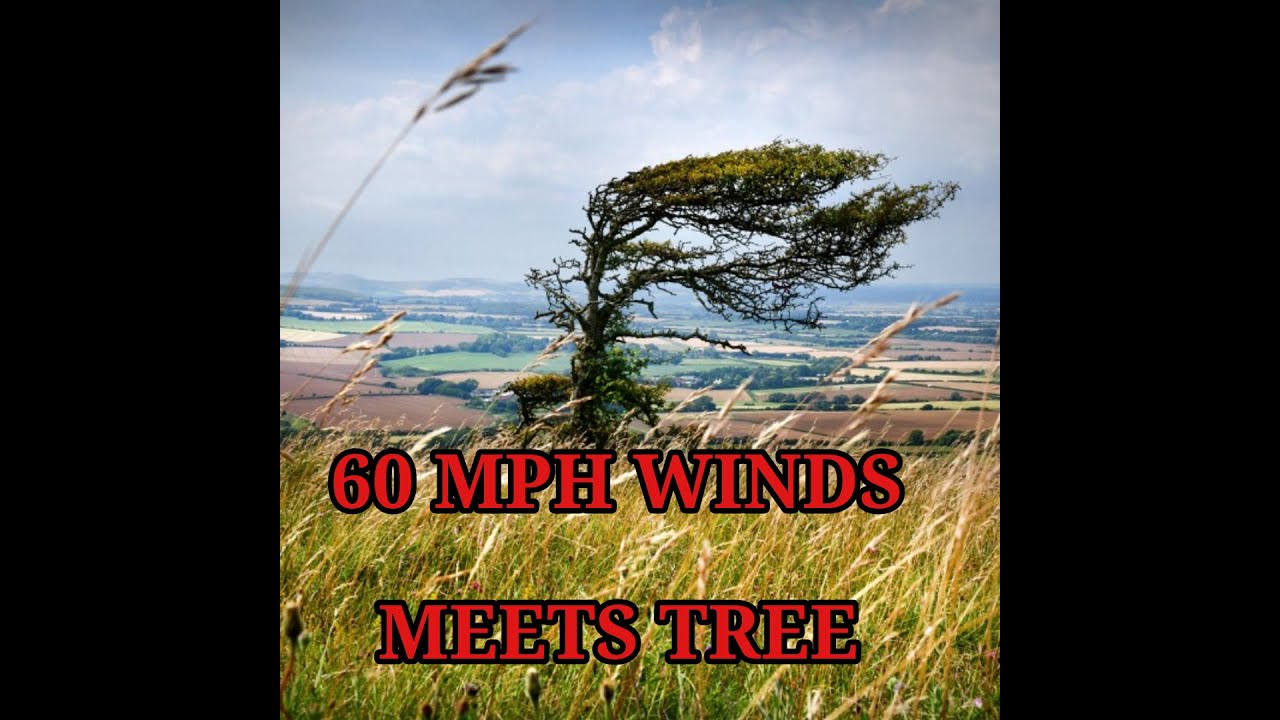 60 mph Winds, Meets Tree - YouTube