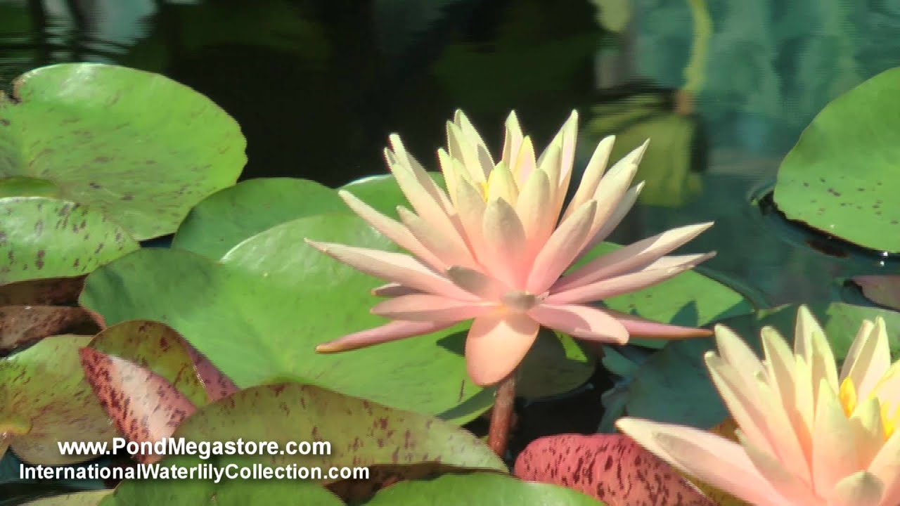 Sunny Pink Waterlily , grow water lily or pond plants - YouTube