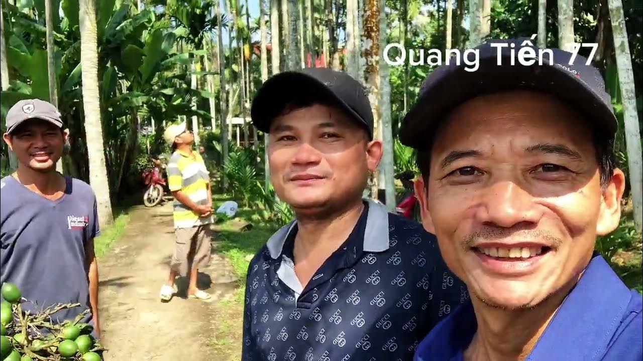 Thật tuyệt vời !Vườn cau nhà bạn Giản,vừa đẹp ,vừa cho thu nhập hấp dẫn. - YouTube