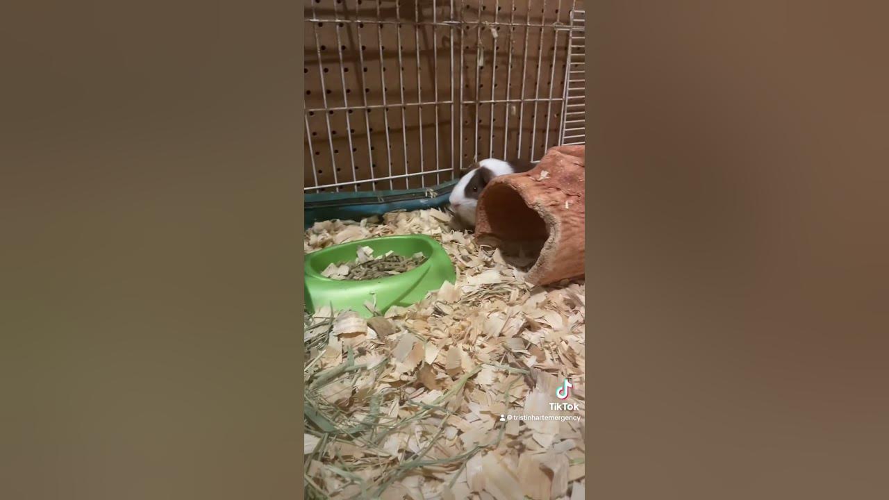 Gus is a very handsome and cute guinea pig - YouTube