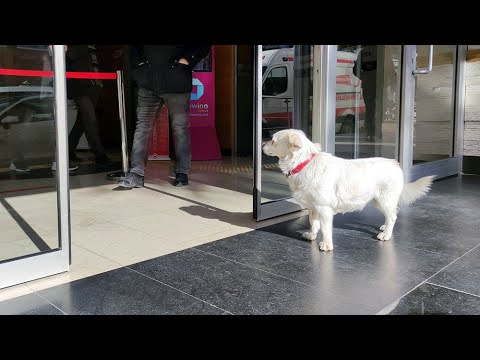 Sahibini 5 gündür hastane kapısında bekleyen köpek, dünya basınında