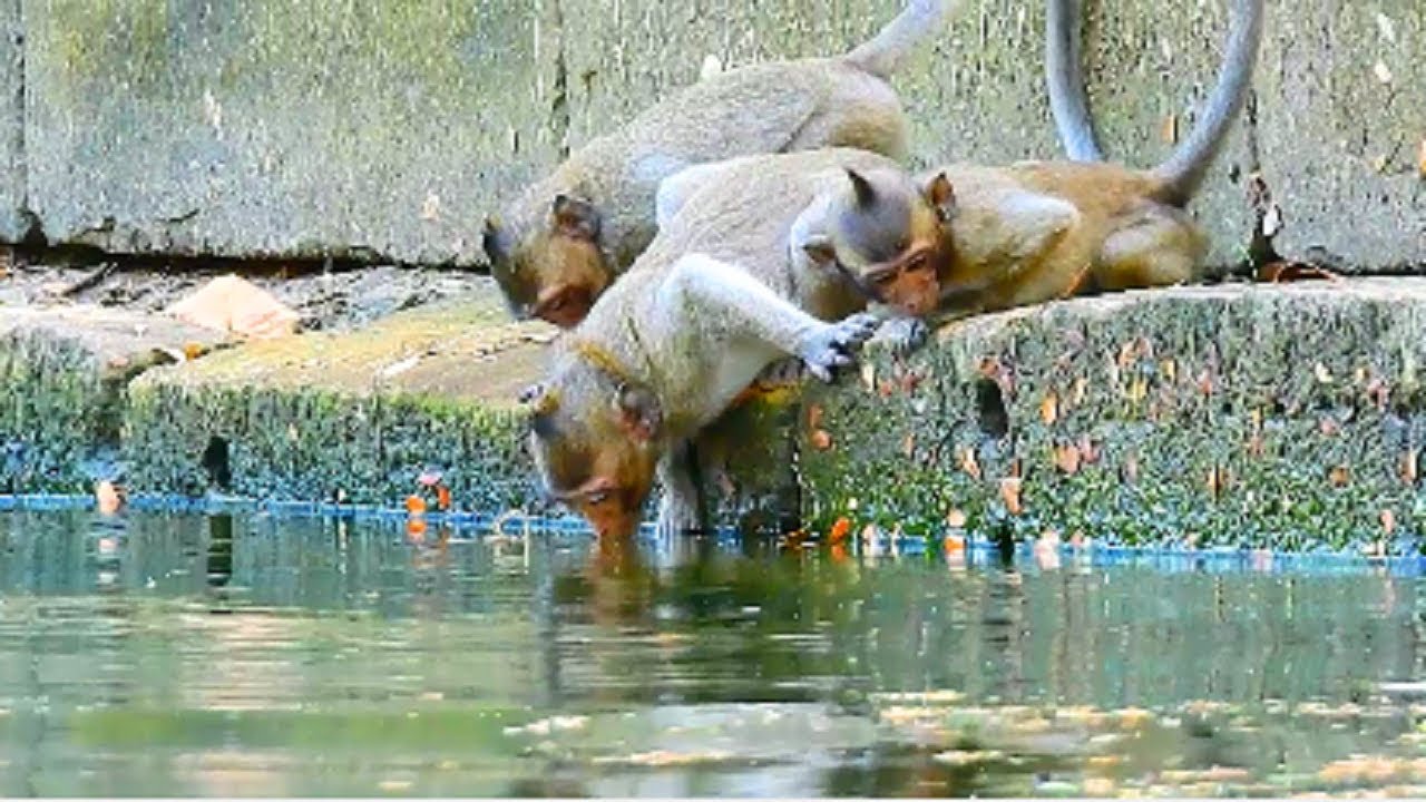 What's Wrong All Baby Scared Of Drinking Water In This Former Holy ...