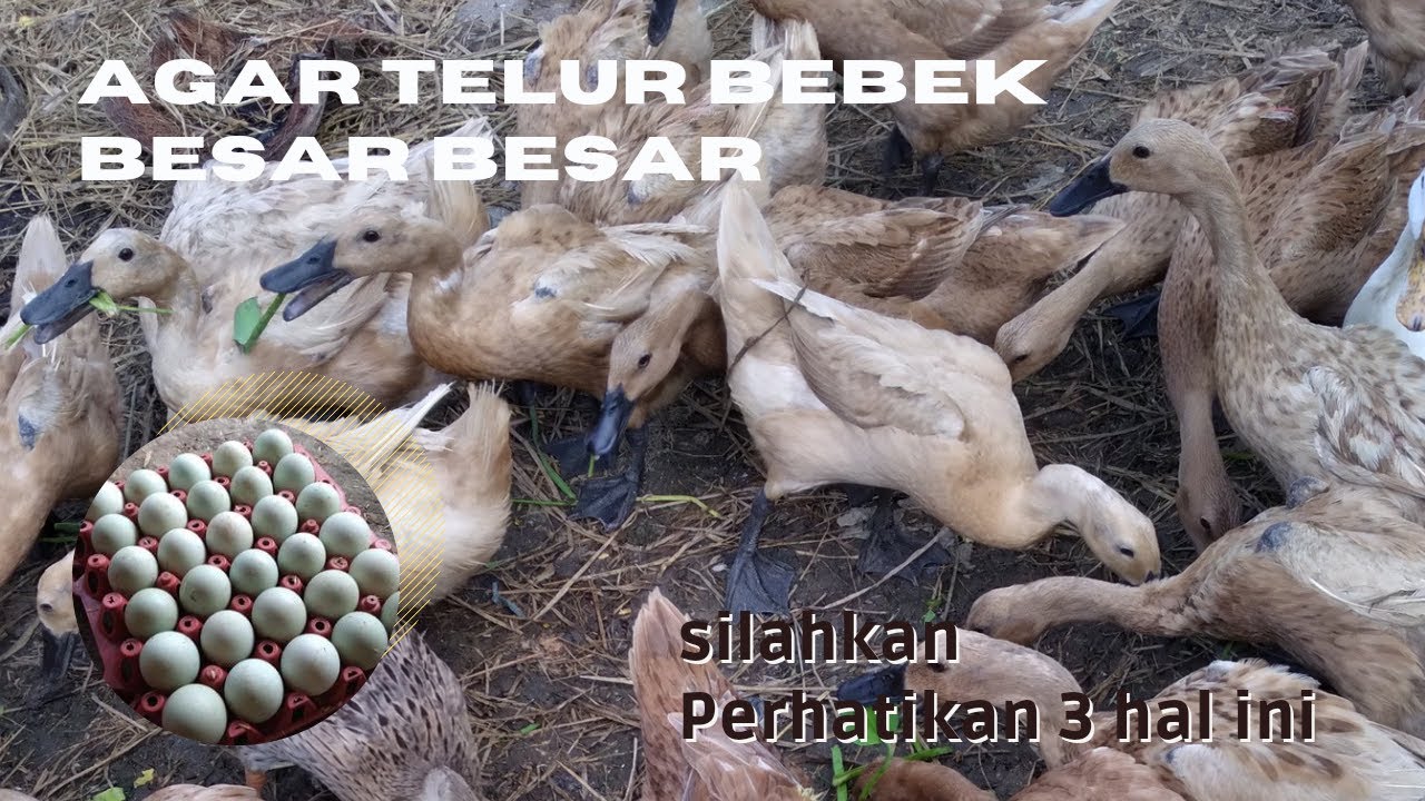CARA AGAR TELUR BEBEK BESAR -BESAR #bebekpetelur #peternakbebekpemula # ...