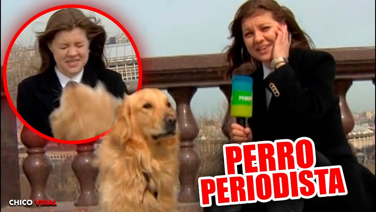 EL ES EL PERRO PERIODISTA QUE ROBÓ MICROFONO EN TRANSMISIÓN EN VIVO ...