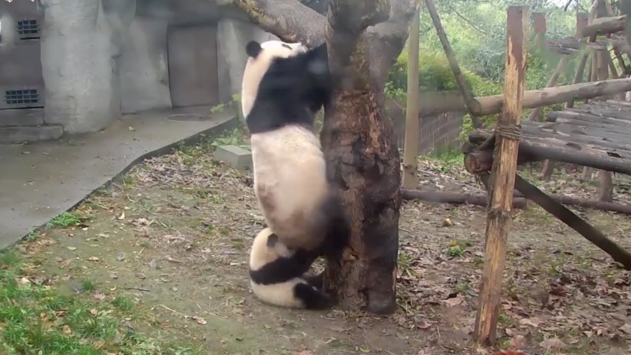 Panda cubs 'abused' while staying with their panda moms - YouTube