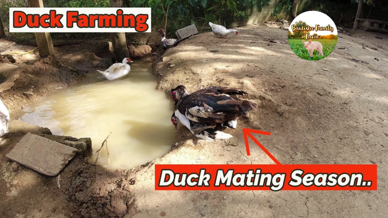 Ganito kami mag breed ng Pato. - YouTube