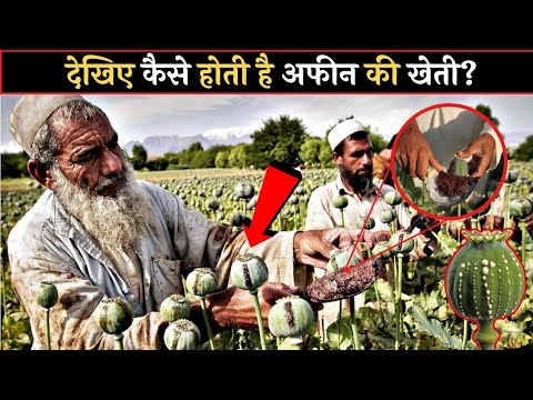 Afeem farming fact that India 😱😱 || WACHE Magical Farming ...