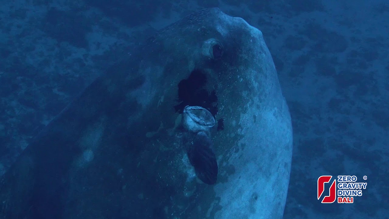 Giant from the Southern Ocean. Mola alexandrini, Mola ramsayi, Southern ...