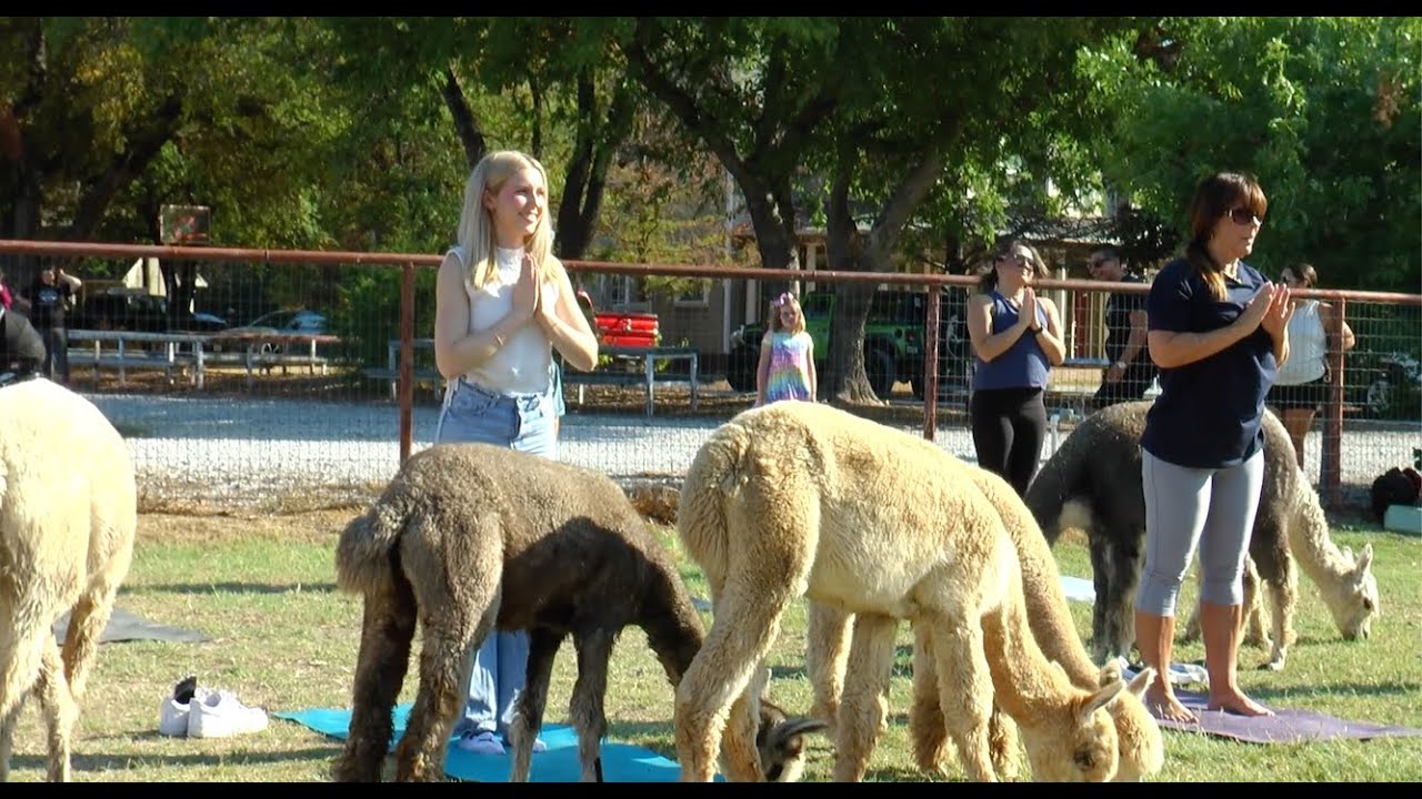 This Alpaca Farm is The Best Way To Find Your Inner "Fleece"- Brooke ...