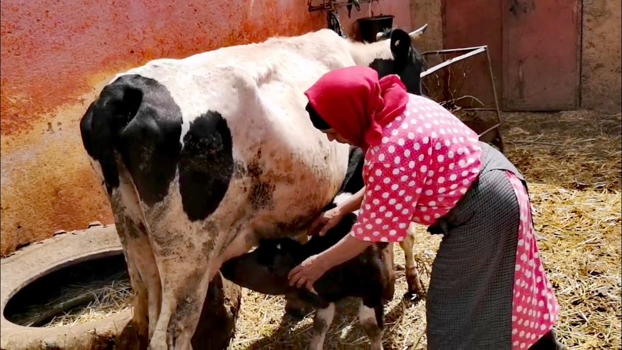 ڤلوك مع لالة حادة تحلب الأبقار بالطريقة التقليدية - YouTube