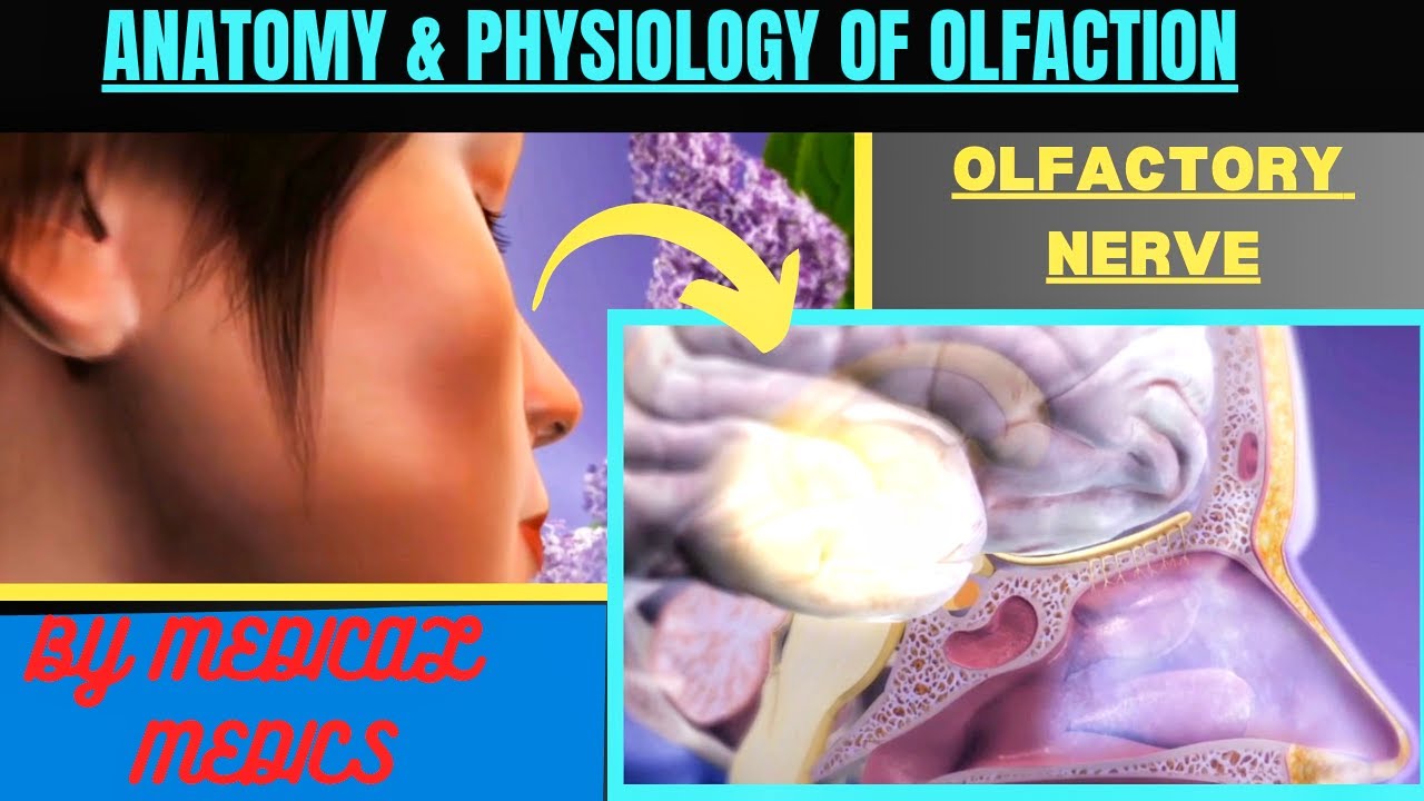 Olfactory System | Anatomy & Physiology of Smell | Olfactory Nerve ...
