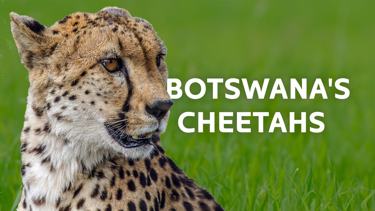 2+ Hours Exploring Botswana's Untouched Kingdom | Wildlife Documentary ...