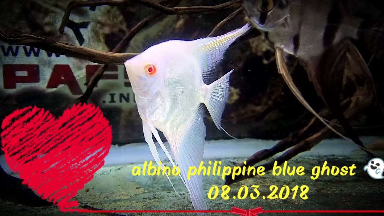 Albino Philippine Blue Ghost 👻 (a/+, s/+, pb/pb) - YouTube