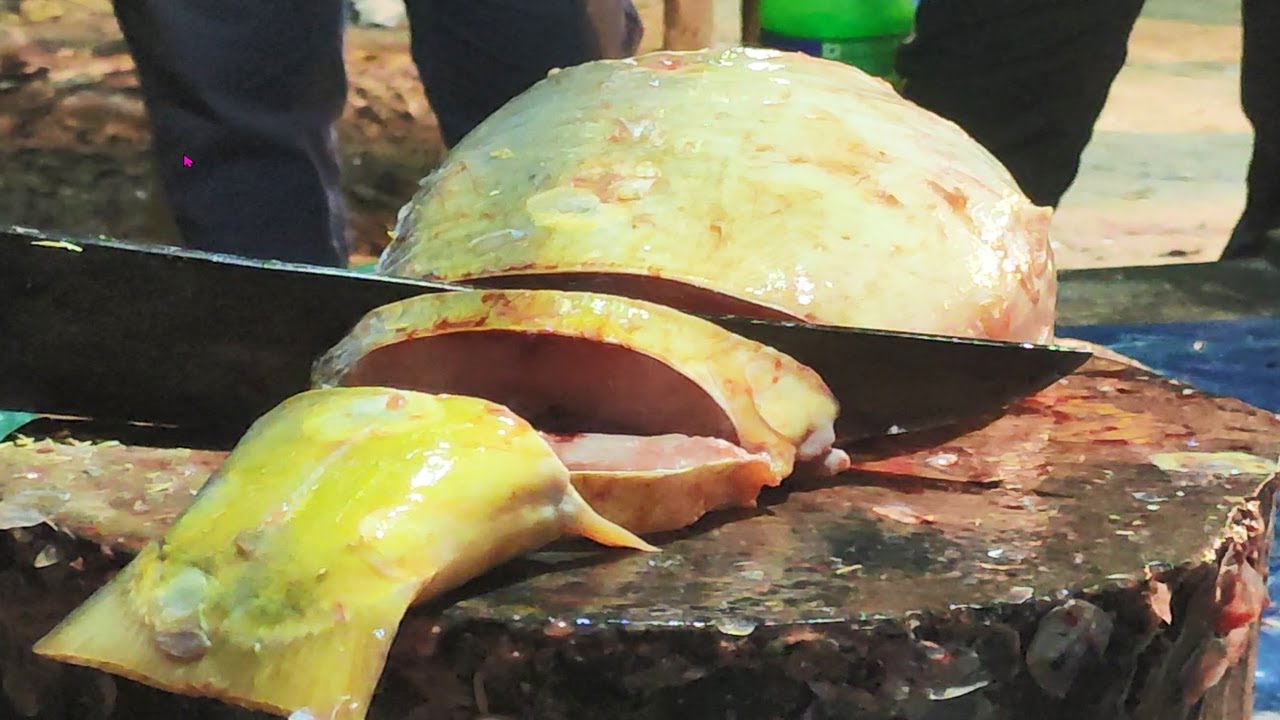 Incredible Big Mirror Carp Fish Cutting Skills with Huge Eggs | Fish ...