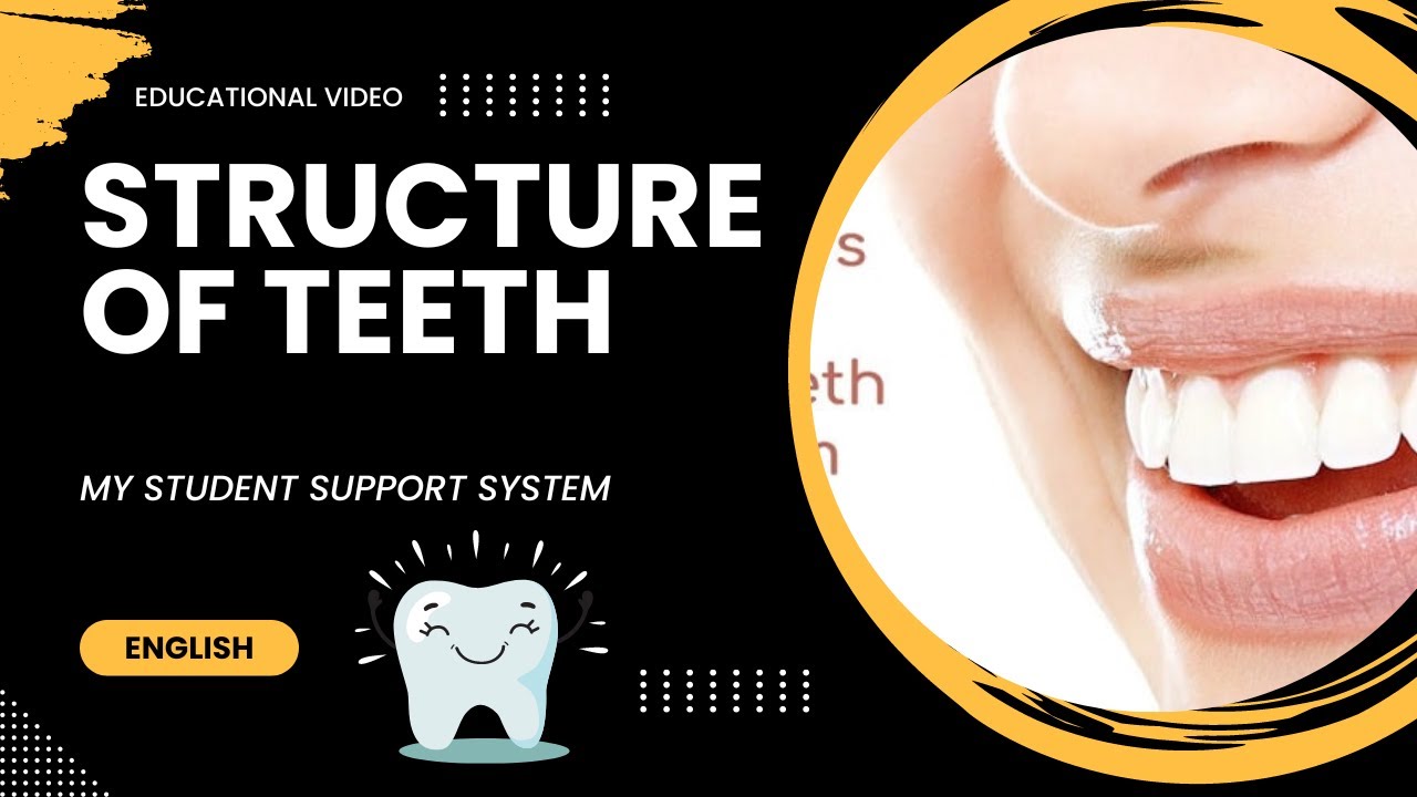structure of teeth | types of teeth | pulp cavity | dentine | deciduous ...