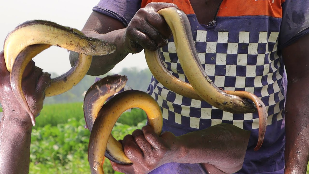 Amazing Traditional Eel Fish Catching System | Catching Eel Fish Using ...