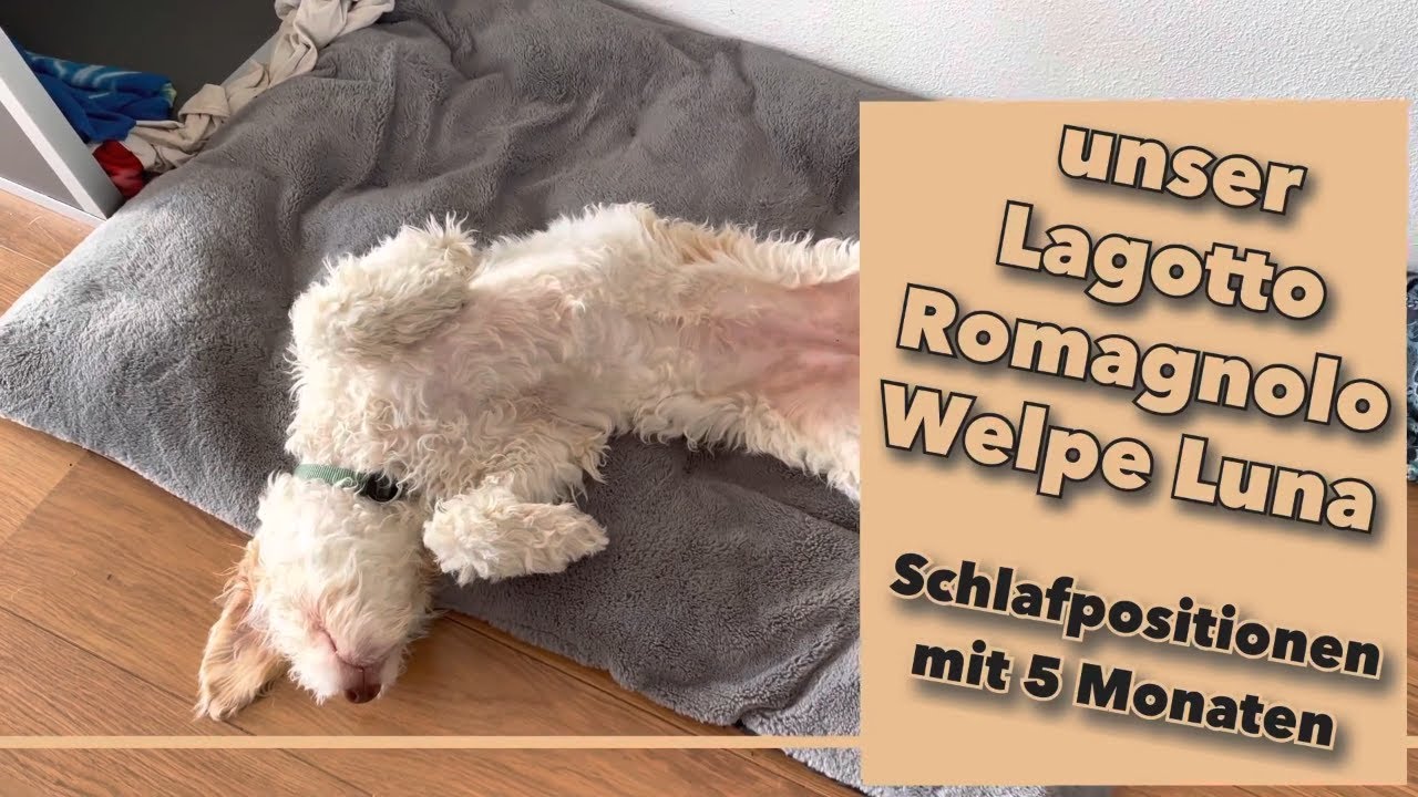 Unser Lagotto Romagnolo Welpe Luna - Schlafpositionen mit 5 Monaten ...