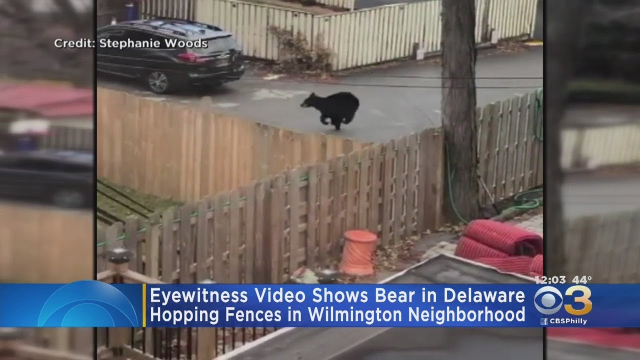 Eyewitness Video Shows Bear In Delaware - YouTube