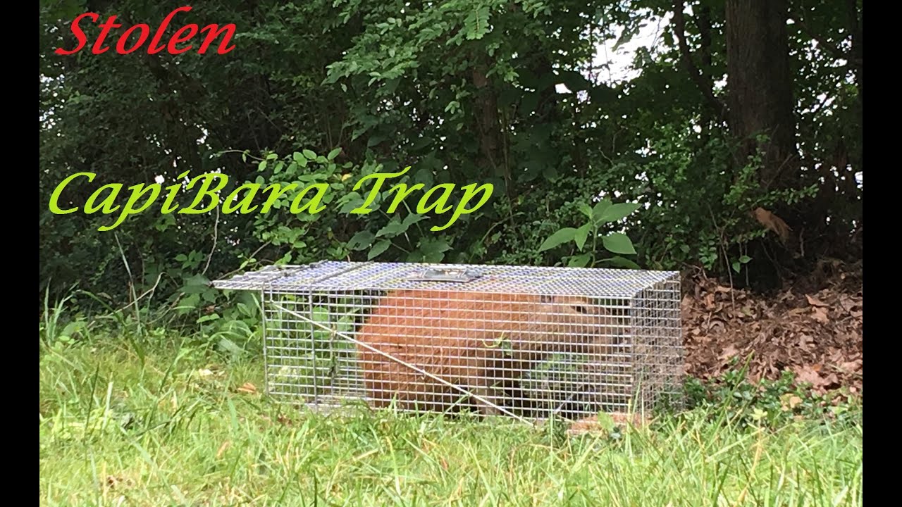 Capybara hunting with a trap in swampy mashes #failed | Our trap got ...