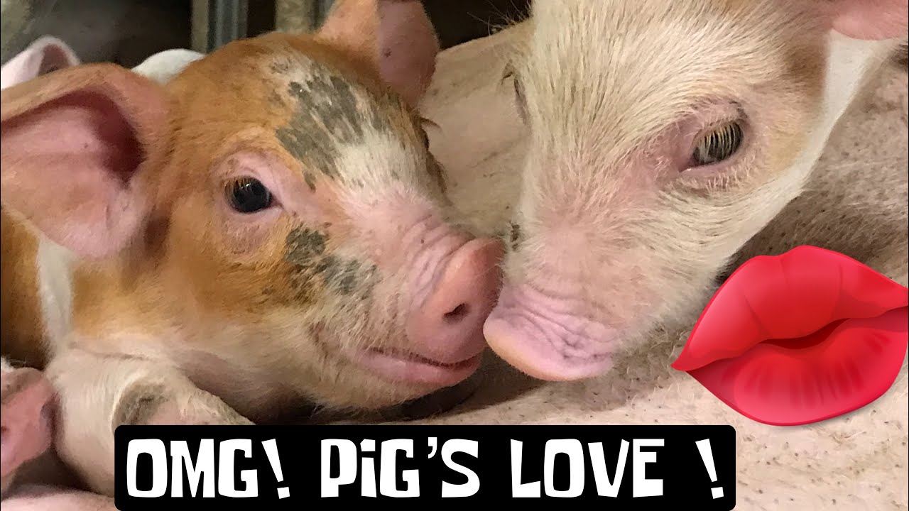 CUTE BABY PIGS COMPILATION 2022 || Mini Pig Video - YouTube