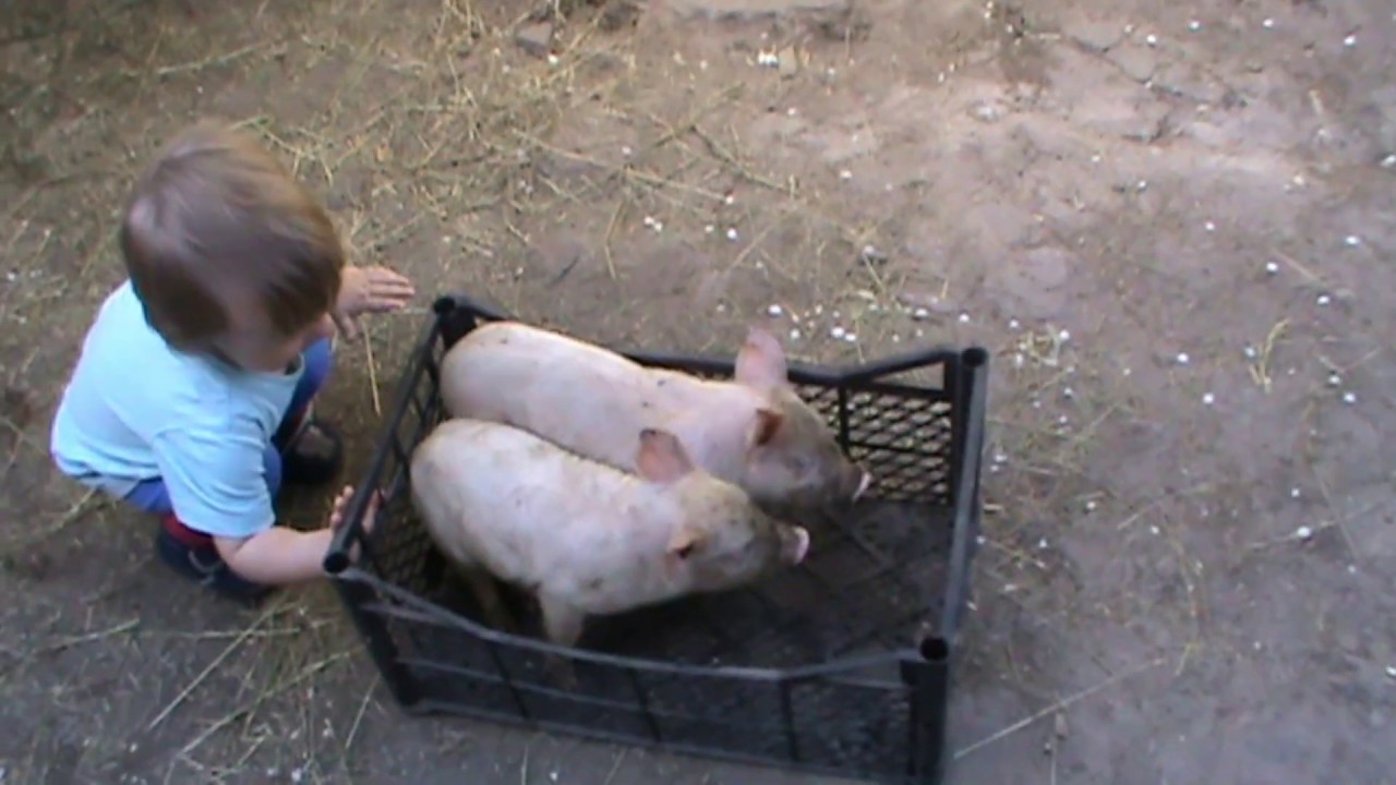 Вес поросенка в 2 недели / Piglet weight at 2 weeks - YouTube