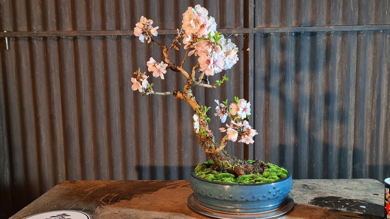 Almond update, re pot, In Blossom, Aussie bonsai bloke - YouTube