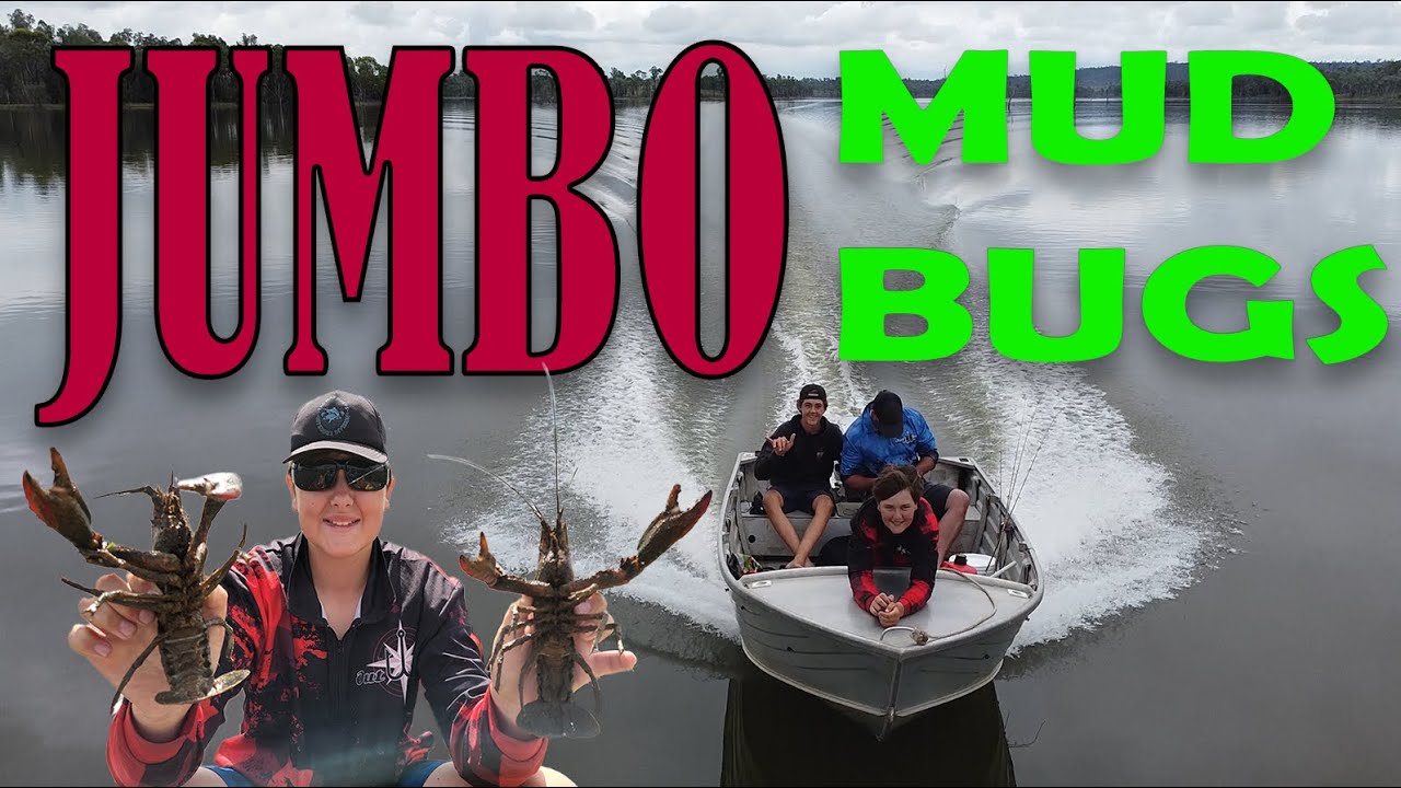 Wuruma Dam Jumbo Mud Bugs Redclaw fresh water wonderland !! our first ...