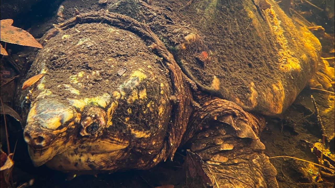 Underwater With Sleeping Snapping Turtles!! Winter Check up and Tour ...