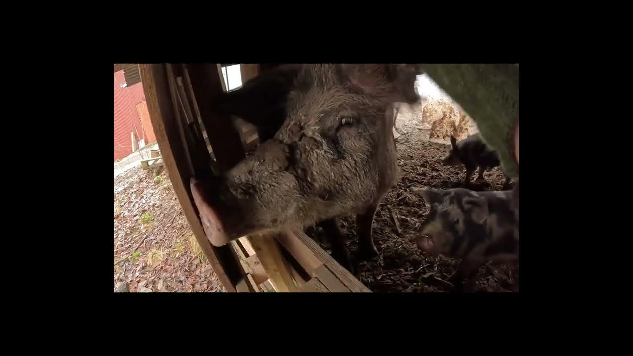 Just another pig video, again... (trying out a new camera) - YouTube