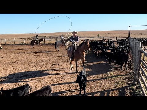 Buckaroo Roping // Big Loop // Low Stress Stockmanship // KBARRC Branding // Vaquero Style