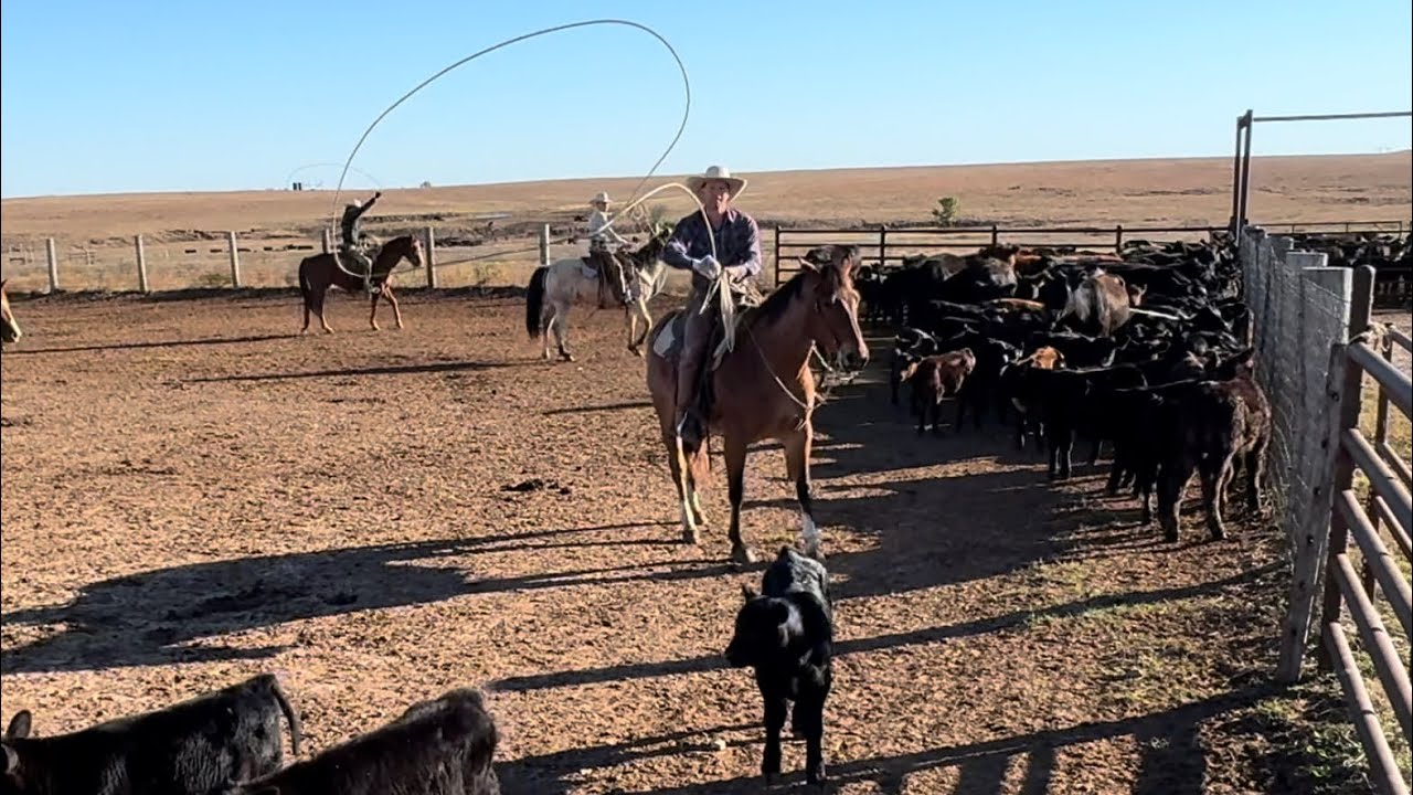 Buckaroo Roping // Big Loop // Low Stress Stockmanship // KBARRC ...