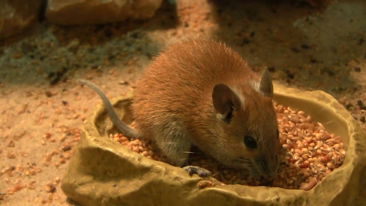 Golden Spiny Mouse (Acomys russatus) / Gold-Stachelmaus 1/5 - YouTube