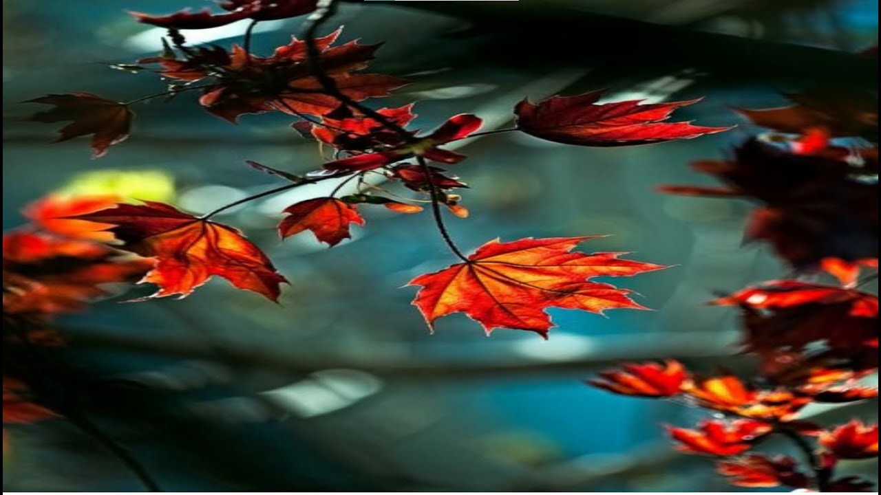 Autumn Ambience& Strong Wind Sound Mixed with Relaxation Music, Stress ...