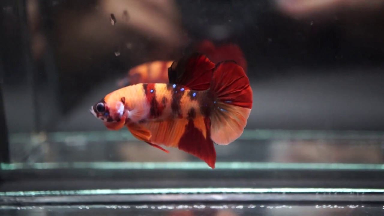 Male Fancy NEMO KOI Halfmoon Plakat HMPK (2 Different Colored Eyes ...