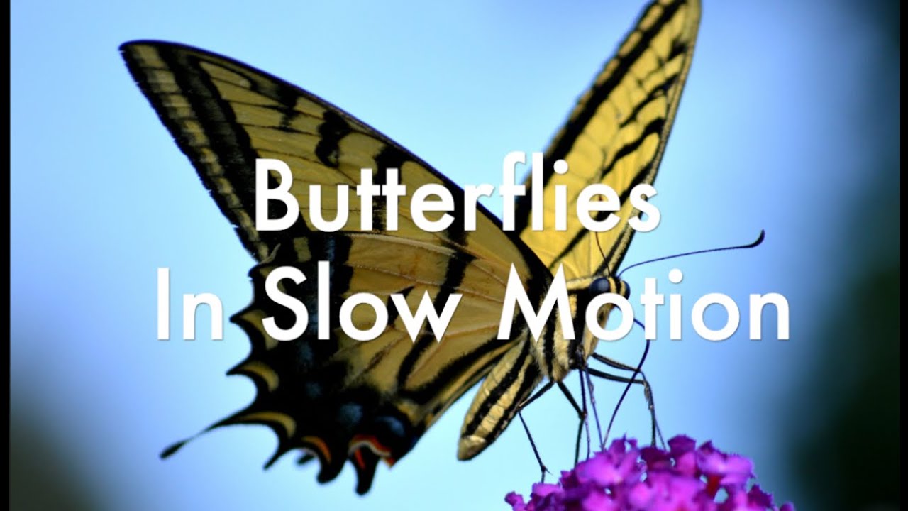 Butterflies Slow Motion - YouTube