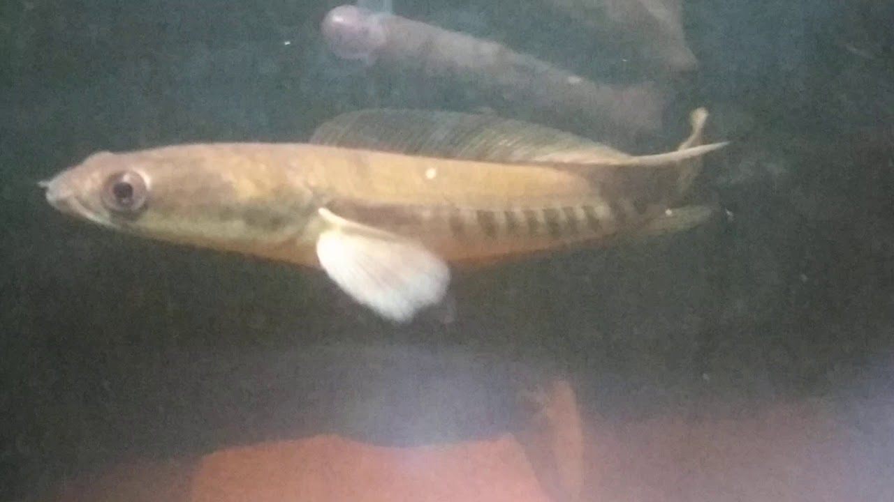 Channa maru yellow sentarum 20-24cm - YouTube