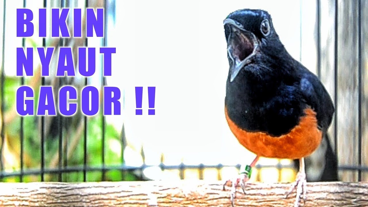 KRETEKAN KASARAN MURAI BATU GACOR , AMPUH LANGSUNG BIKIN RESPON MURAI ...