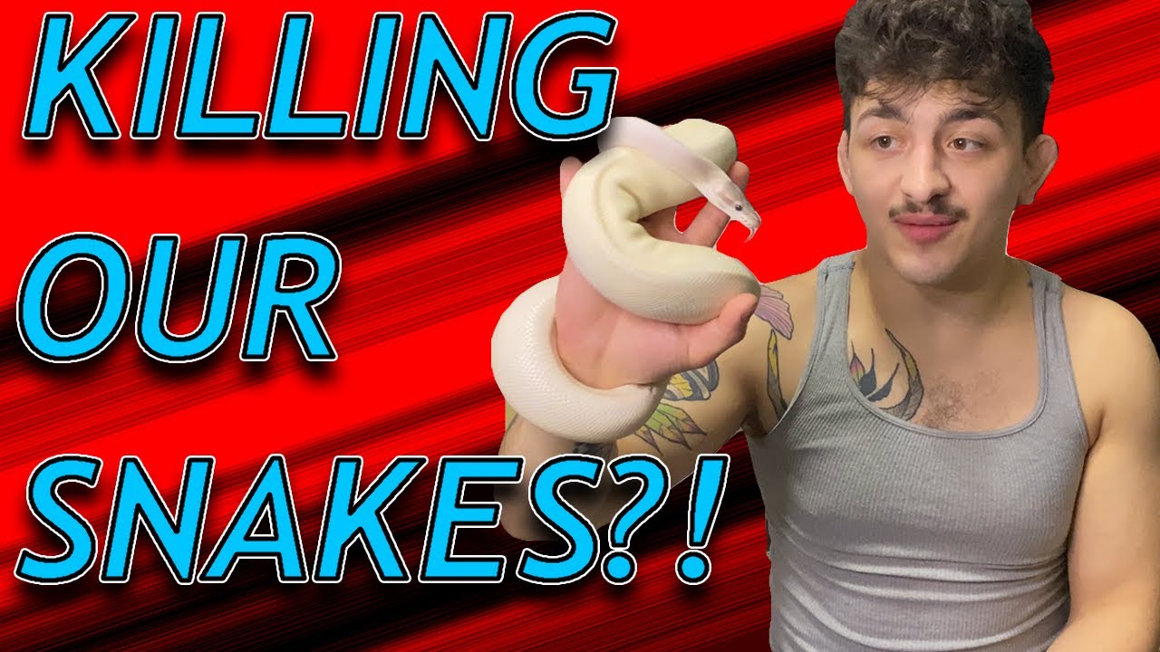 SNAKE FEEDING ISSUES! | Obesity in Snakes! - YouTube