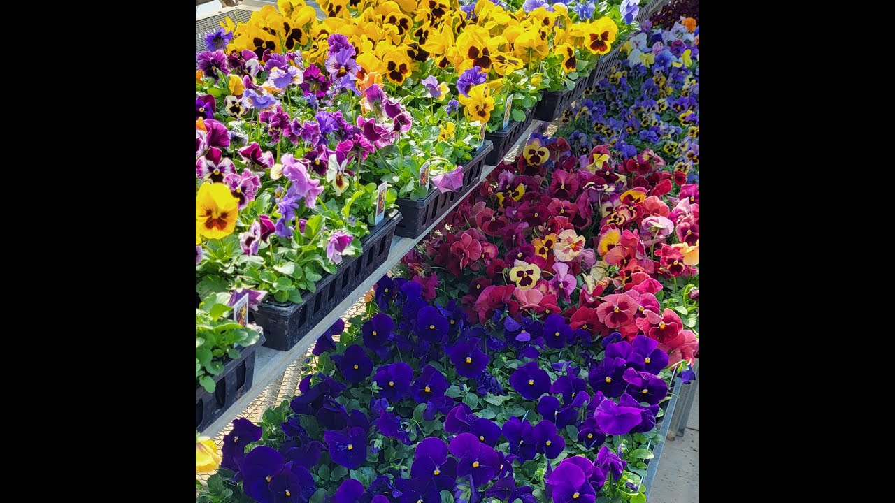 Spring Pansies - YouTube