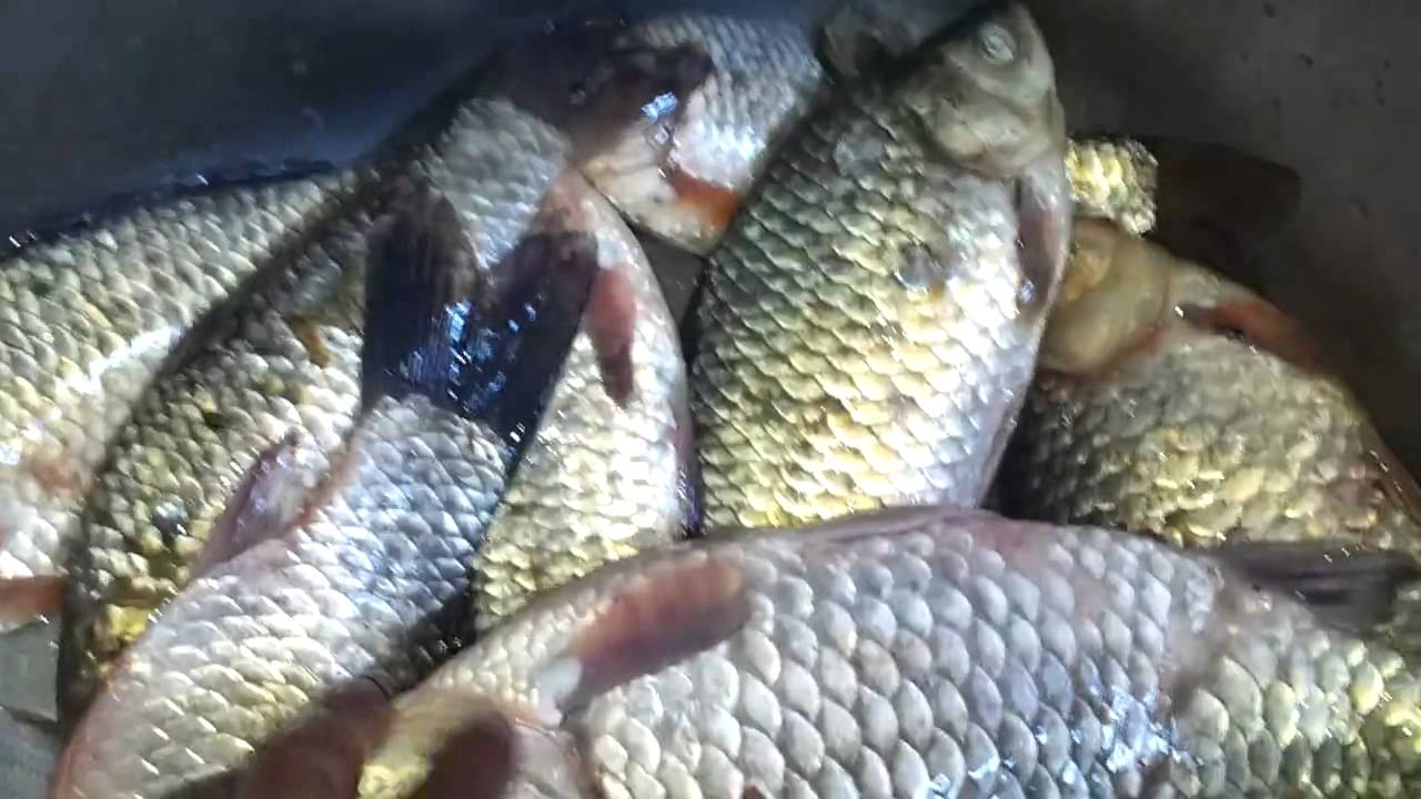 caras mare de balta pescuit de mine - YouTube
