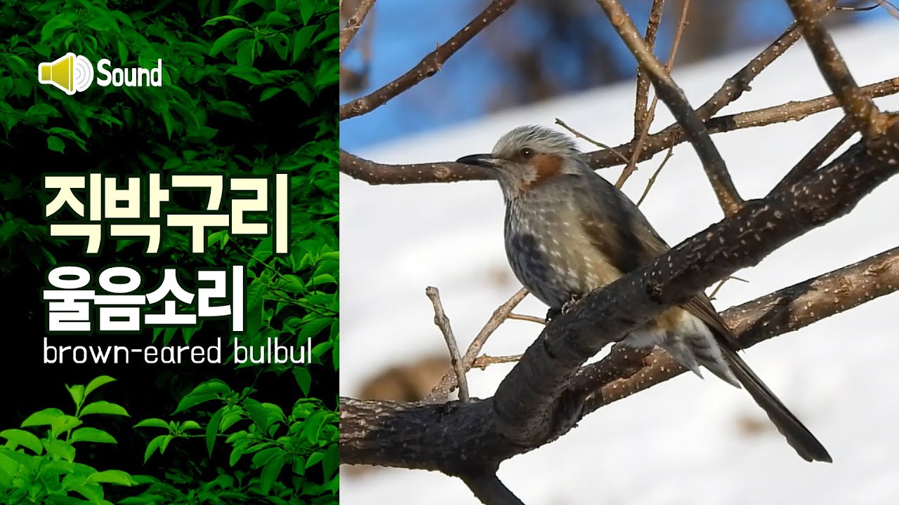 직박구리 울음소리 brown-eared bulbul song - YouTube